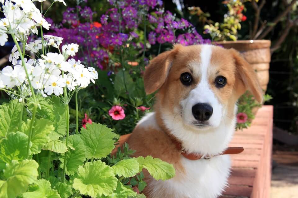 Five Ways to Dogscape for your Furry Friend
