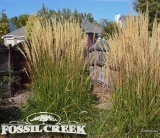 Ornamental Grasses Provide Beauty and Movement in Colorado Landscapes
