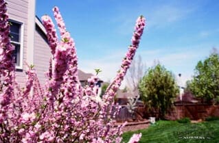 Shrubs for Great Spring Flowers in Colorado