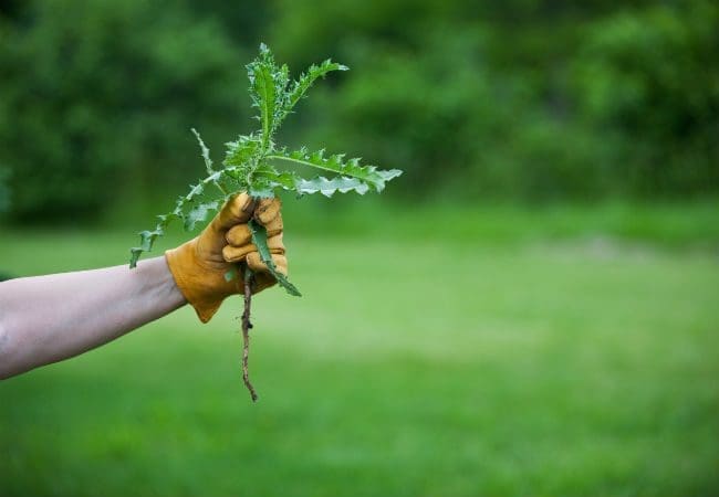 10 WAYS TO PREVENT WEEDS BEFORE THEY BECOME A PROBLEM